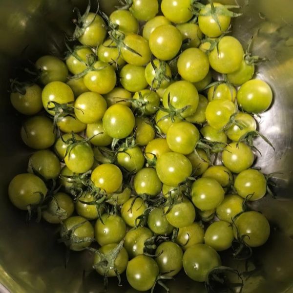 没熟的西红柿能吃吗_生吃青西红柿会中毒吗-第2张图片-山城妙识