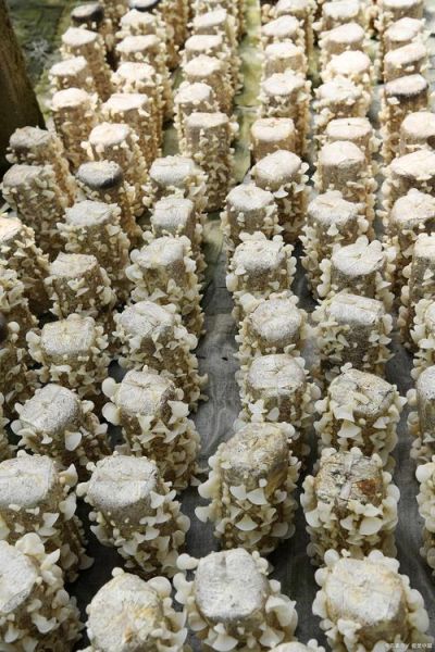 白木耳怎么泡发最好_白木耳泡发多久合适-第3张图片-山城妙识 白木耳怎么泡发最好_白木耳泡发多久合适-第3张图片-山城妙识