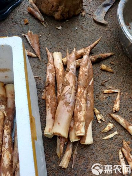 鞭笋怎么做好吃_鞭笋图片大全-第3张图片-山城妙识 鞭笋怎么做好吃_鞭笋图片大全-第3张图片-山城妙识