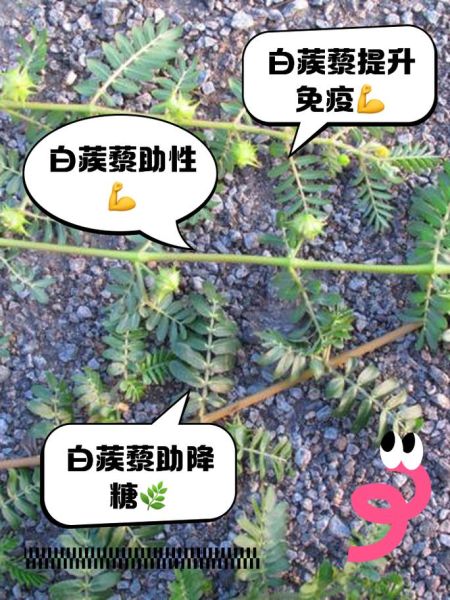 蒺藜的功效与作用_蒺藜能壮阳吗-第1张图片-山城妙识 蒺藜的功效与作用_蒺藜能壮阳吗-第1张图片-山城妙识