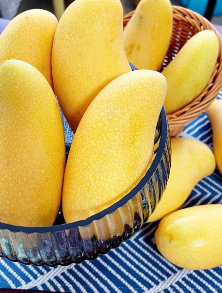 吃芒果过敏的症状图片_芒果过敏多久会出现反应-第3张图片-山城妙识 吃芒果过敏的症状图片_芒果过敏多久会出现反应-第3张图片-山城妙识