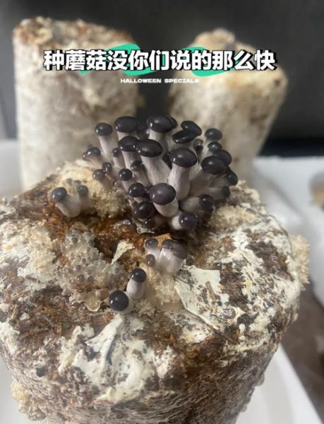 蘑菇种植技术哪里学_零基础怎么学-第1张图片-山城妙识 蘑菇种植技术哪里学_零基础怎么学-第1张图片-山城妙识