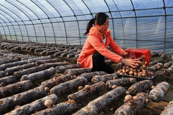 蘑菇种植技术哪里学_零基础怎么学-第2张图片-山城妙识 蘑菇种植技术哪里学_零基础怎么学-第2张图片-山城妙识