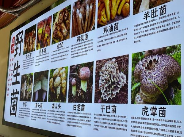 中国最好吃的菌类有哪些_云南野生菌排名前十-第2张图片-山城妙识 中国最好吃的菌类有哪些_云南野生菌排名前十-第2张图片-山城妙识