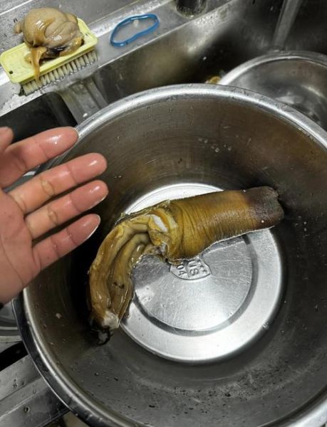 象拔蚌可以用来那样吗_象拔蚌的另类用法安全吗-第1张图片-山城妙识 象拔蚌可以用来那样吗_象拔蚌的另类用法安全吗-第1张图片-山城妙识