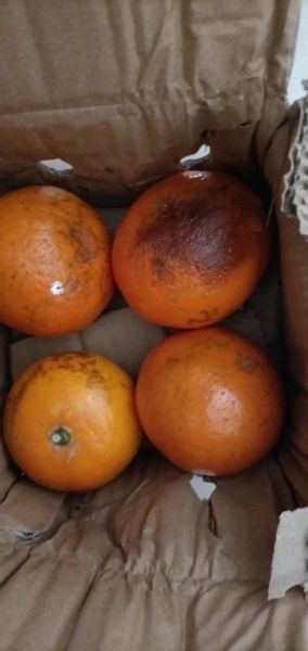 烂橘子平台怎么注册_烂橘子平台安全吗-第2张图片-山城妙识