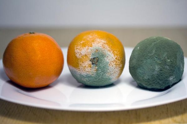 烂橘子平台怎么注册_烂橘子平台安全吗-第3张图片-山城妙识