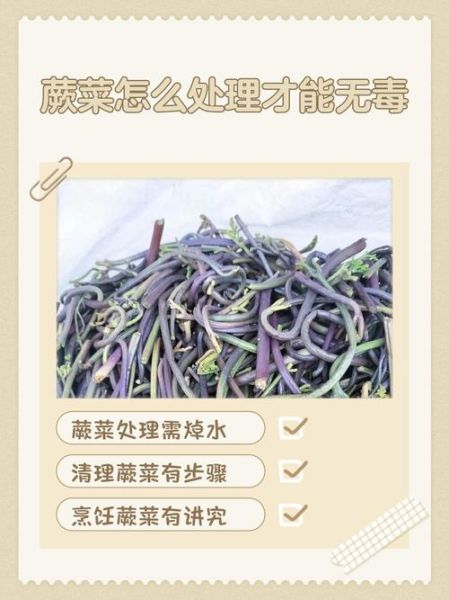 新鲜蕨菜可以吃吗_蕨菜怎么处理去毒-第1张图片-山城妙识 新鲜蕨菜可以吃吗_蕨菜怎么处理去毒-第1张图片-山城妙识