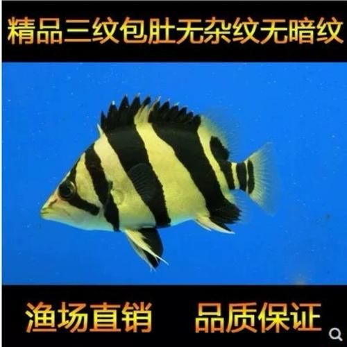 老虎鱼多少钱一斤_老虎鱼价格行情-第1张图片-山城妙识 老虎鱼多少钱一斤_老虎鱼价格行情-第1张图片-山城妙识