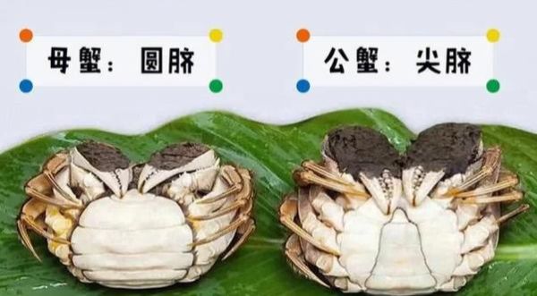 大闸蟹什么时候吃最好_公蟹母蟹最佳月份-第3张图片-山城妙识 大闸蟹什么时候吃最好_公蟹母蟹最佳月份-第3张图片-山城妙识