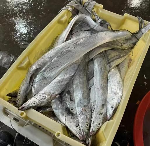 带鱼价格今日价多少钱一斤_带鱼批发最新行情-第2张图片-山城妙识 带鱼价格今日价多少钱一斤_带鱼批发最新行情-第2张图片-山城妙识