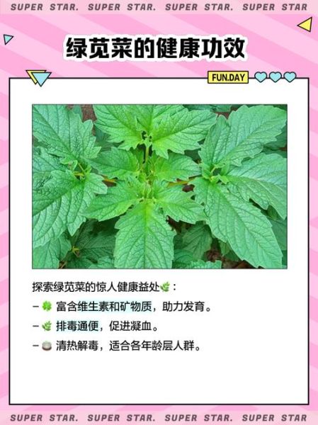绿苋菜哪些人不适合吃_绿苋菜禁忌人群-第1张图片-山城妙识
