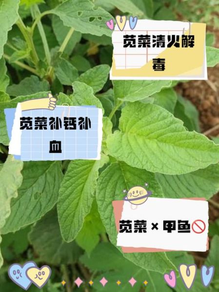 绿苋菜哪些人不适合吃_绿苋菜禁忌人群-第2张图片-山城妙识