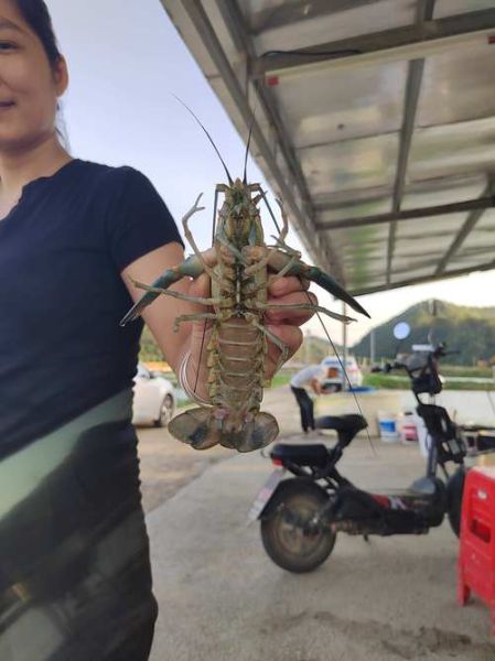 澳洲淡水龙虾养殖方法_如何养好澳洲淡水龙虾-第3张图片-山城妙识 澳洲淡水龙虾养殖方法_如何养好澳洲淡水龙虾-第3张图片-山城妙识