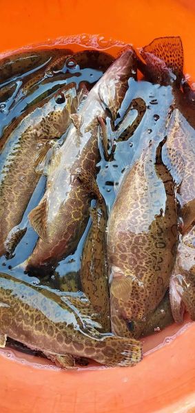 石斑鳜鱼图片_如何分辨野生与养殖-第1张图片-山城妙识 石斑鳜鱼图片_如何分辨野生与养殖-第1张图片-山城妙识