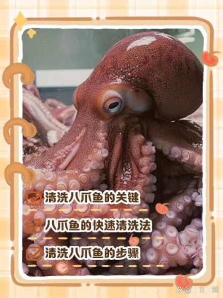 迷你八爪鱼怎么清洗_迷你八爪鱼清洗技巧-第2张图片-山城妙识 迷你八爪鱼怎么清洗_迷你八爪鱼清洗技巧-第2张图片-山城妙识