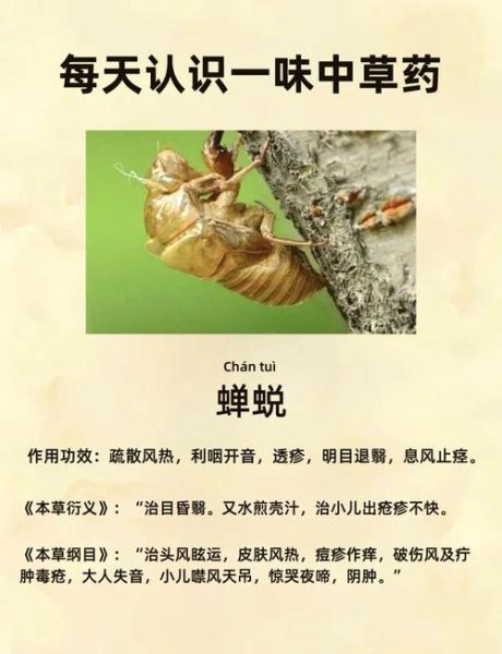 知了药用功效与作用_知了壳有什么功效-第1张图片-山城妙识 知了药用功效与作用_知了壳有什么功效-第1张图片-山城妙识