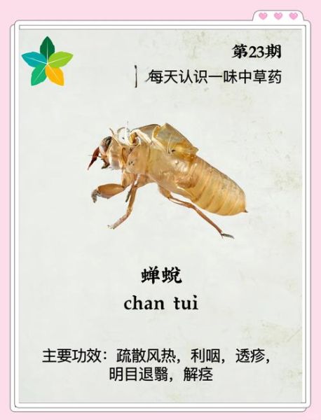 知了药用功效与作用_知了壳有什么功效-第2张图片-山城妙识 知了药用功效与作用_知了壳有什么功效-第2张图片-山城妙识