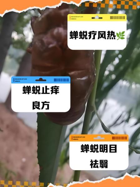 知了药用功效与作用_知了壳有什么功效-第3张图片-山城妙识 知了药用功效与作用_知了壳有什么功效-第3张图片-山城妙识