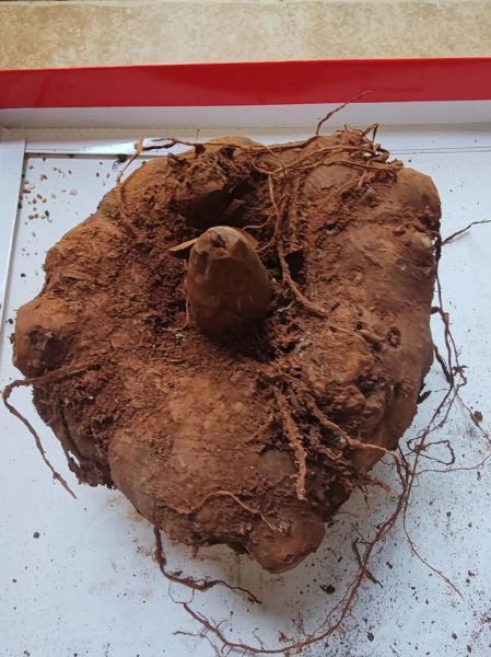 魔芋粉怎么做魔芋豆腐_自制魔芋豆腐详细步骤-第3张图片-山城妙识 魔芋粉怎么做魔芋豆腐_自制魔芋豆腐详细步骤-第3张图片-山城妙识