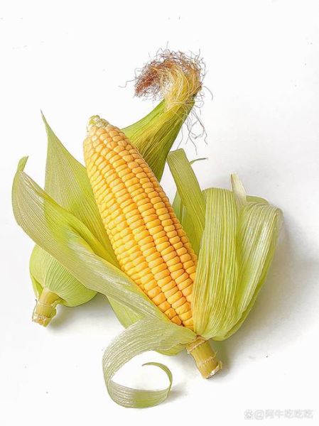 玉米图片高清壁纸哪里下载_玉米摄影构图技巧-第3张图片-山城妙识 玉米图片高清壁纸哪里下载_玉米摄影构图技巧-第3张图片-山城妙识