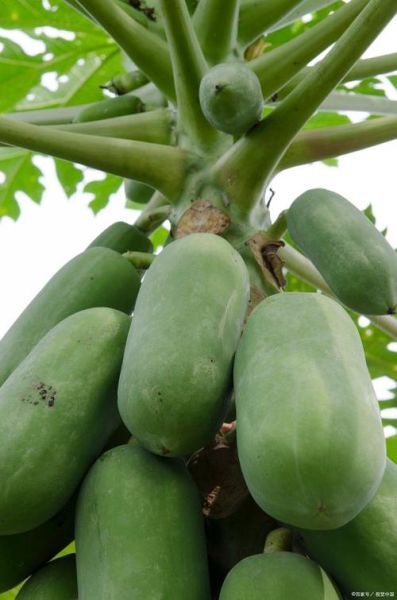 番木瓜怎么挑选_番木瓜的功效与作用-第3张图片-山城妙识 番木瓜怎么挑选_番木瓜的功效与作用-第3张图片-山城妙识