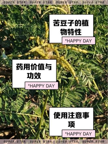 苦豆子是什么_苦豆子的功效与作用-第1张图片-山城妙识 苦豆子是什么_苦豆子的功效与作用-第1张图片-山城妙识