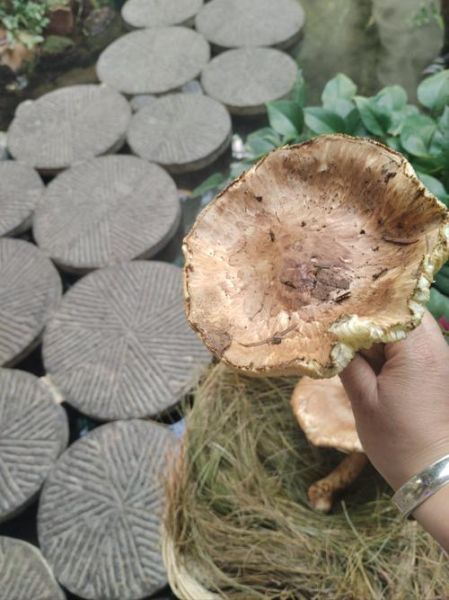 松蘑图片怎么分辨真假_松蘑和松茸的区别-第3张图片-山城妙识 松蘑图片怎么分辨真假_松蘑和松茸的区别-第3张图片-山城妙识