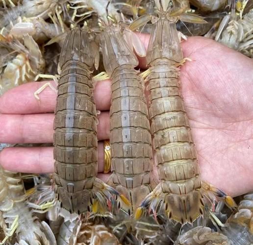 虾爬子不能和什么一起吃_虾爬子食用禁忌-第1张图片-山城妙识 虾爬子不能和什么一起吃_虾爬子食用禁忌-第1张图片-山城妙识