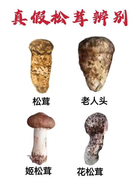松蘑图片怎么分辨真假_松蘑和松茸的区别-第2张图片-山城妙识 松蘑图片怎么分辨真假_松蘑和松茸的区别-第2张图片-山城妙识