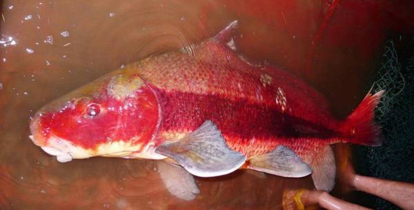 大红鱼图片高清_大红鱼图片怎么拍-第2张图片-山城妙识 大红鱼图片高清_大红鱼图片怎么拍-第2张图片-山城妙识