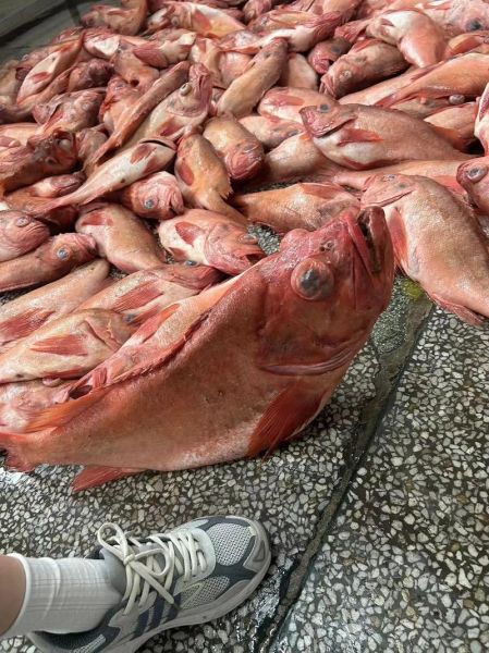 大红鱼图片高清_大红鱼图片怎么拍-第3张图片-山城妙识 大红鱼图片高清_大红鱼图片怎么拍-第3张图片-山城妙识