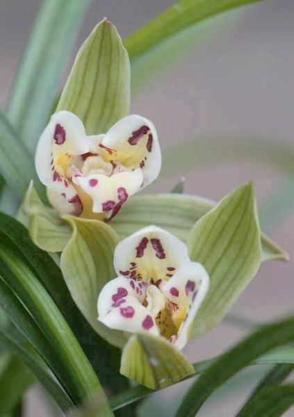 名贵花卉排行_哪些花最值钱-第2张图片-山城妙识 名贵花卉排行_哪些花最值钱-第2张图片-山城妙识