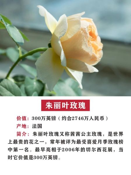 名贵花卉排行_哪些花最值钱-第1张图片-山城妙识 名贵花卉排行_哪些花最值钱-第1张图片-山城妙识