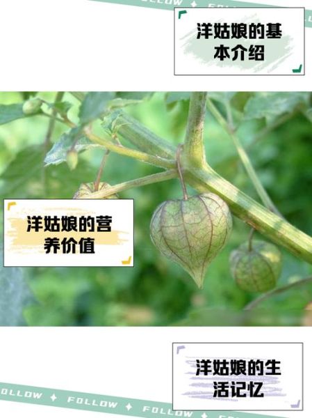 洋姑娘的营养价值与功效_洋姑娘怎么吃最营养-第3张图片-山城妙识 洋姑娘的营养价值与功效_洋姑娘怎么吃最营养-第3张图片-山城妙识