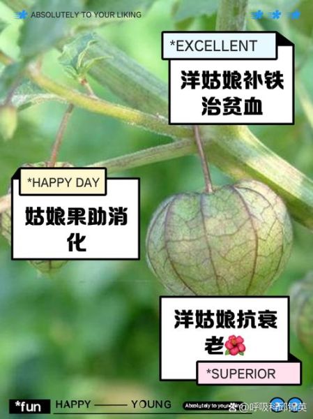 洋姑娘的营养价值与功效_洋姑娘怎么吃最营养-第1张图片-山城妙识 洋姑娘的营养价值与功效_洋姑娘怎么吃最营养-第1张图片-山城妙识