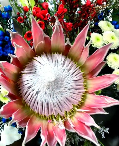 名贵花卉排行_哪些花最值钱-第3张图片-山城妙识 名贵花卉排行_哪些花最值钱-第3张图片-山城妙识