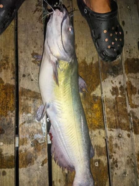 叉尾鮰鱼多少钱一斤_叉尾鮰鱼批发价格行情-第2张图片-山城妙识 叉尾鮰鱼多少钱一斤_叉尾鮰鱼批发价格行情-第2张图片-山城妙识