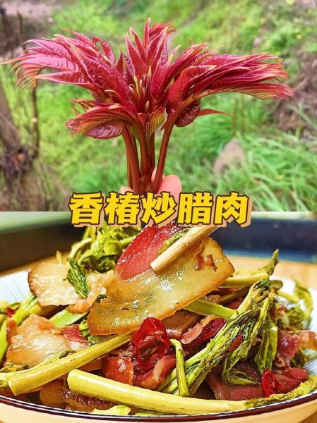 香椿芽怎么吃好_香椿芽的吃法大全-第1张图片-山城妙识 香椿芽怎么吃好_香椿芽的吃法大全-第1张图片-山城妙识