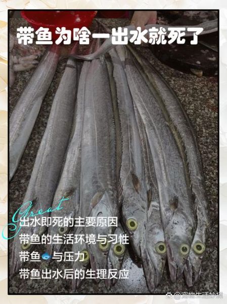 带鱼一出海就死_带鱼为什么一出海就死-第1张图片-山城妙识 带鱼一出海就死_带鱼为什么一出海就死-第1张图片-山城妙识