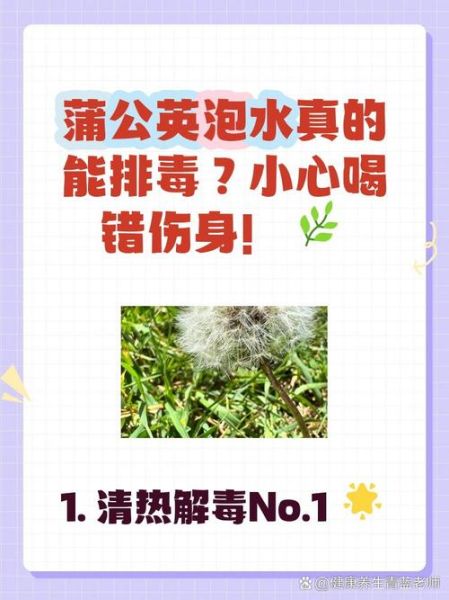 蒲公英泡水喝有什么功效_蒲公英泡水喝的8种搭配-第3张图片-山城妙识