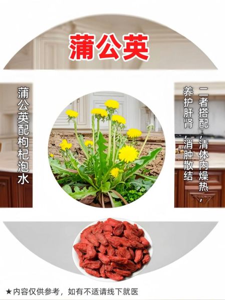 蒲公英泡水喝有什么功效_蒲公英泡水喝的8种搭配-第2张图片-山城妙识