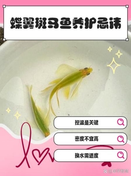 红斑马鱼怎么养_红斑马鱼水温多少合适-第3张图片-山城妙识 红斑马鱼怎么养_红斑马鱼水温多少合适-第3张图片-山城妙识