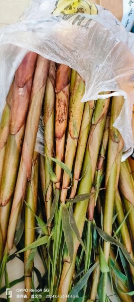 新鲜竹笋怎么做好吃_新鲜竹笋的做法大全窍门-第3张图片-山城妙识