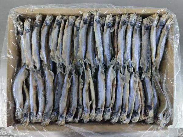 多春鱼是海鱼吗_多春鱼产地在哪里-第3张图片-山城妙识 多春鱼是海鱼吗_多春鱼产地在哪里-第3张图片-山城妙识