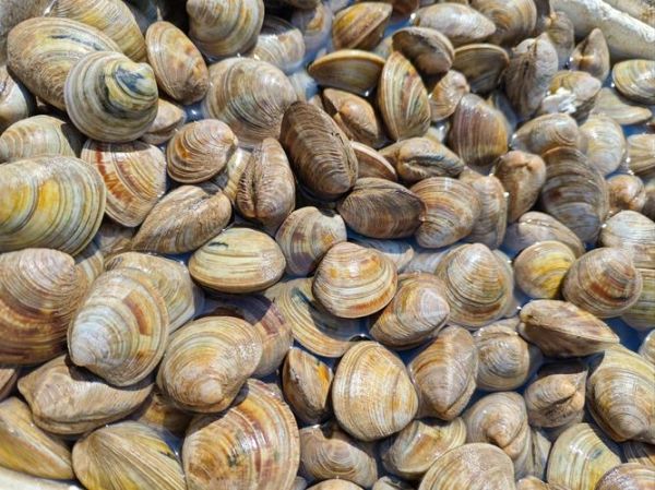 贝类海鲜怎么保存_活贝类可以放冰箱吗-第1张图片-山城妙识 贝类海鲜怎么保存_活贝类可以放冰箱吗-第1张图片-山城妙识