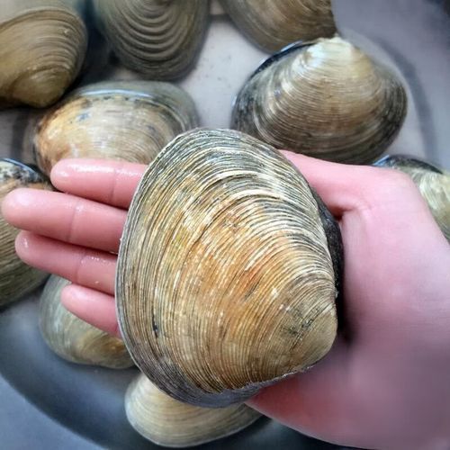 贝类海鲜怎么保存_活贝类可以放冰箱吗-第3张图片-山城妙识 贝类海鲜怎么保存_活贝类可以放冰箱吗-第3张图片-山城妙识