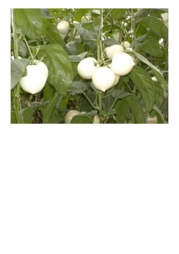 人参果有哪些种类_人参果为什么像人形-第3张图片-山城妙识 人参果有哪些种类_人参果为什么像人形-第3张图片-山城妙识