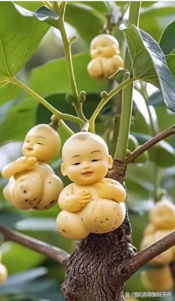 人参果有哪些种类_人参果为什么像人形-第1张图片-山城妙识 人参果有哪些种类_人参果为什么像人形-第1张图片-山城妙识