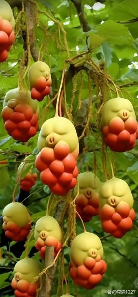 人参果有哪些种类_人参果为什么像人形-第2张图片-山城妙识 人参果有哪些种类_人参果为什么像人形-第2张图片-山城妙识